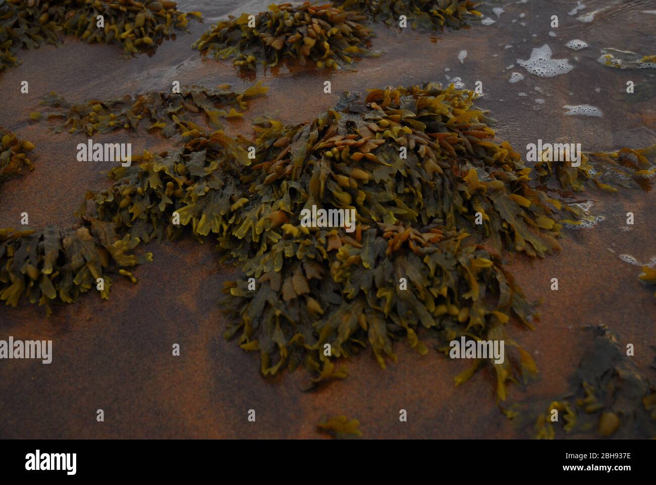 green seaweed on red sand Stock Photo - Alamy