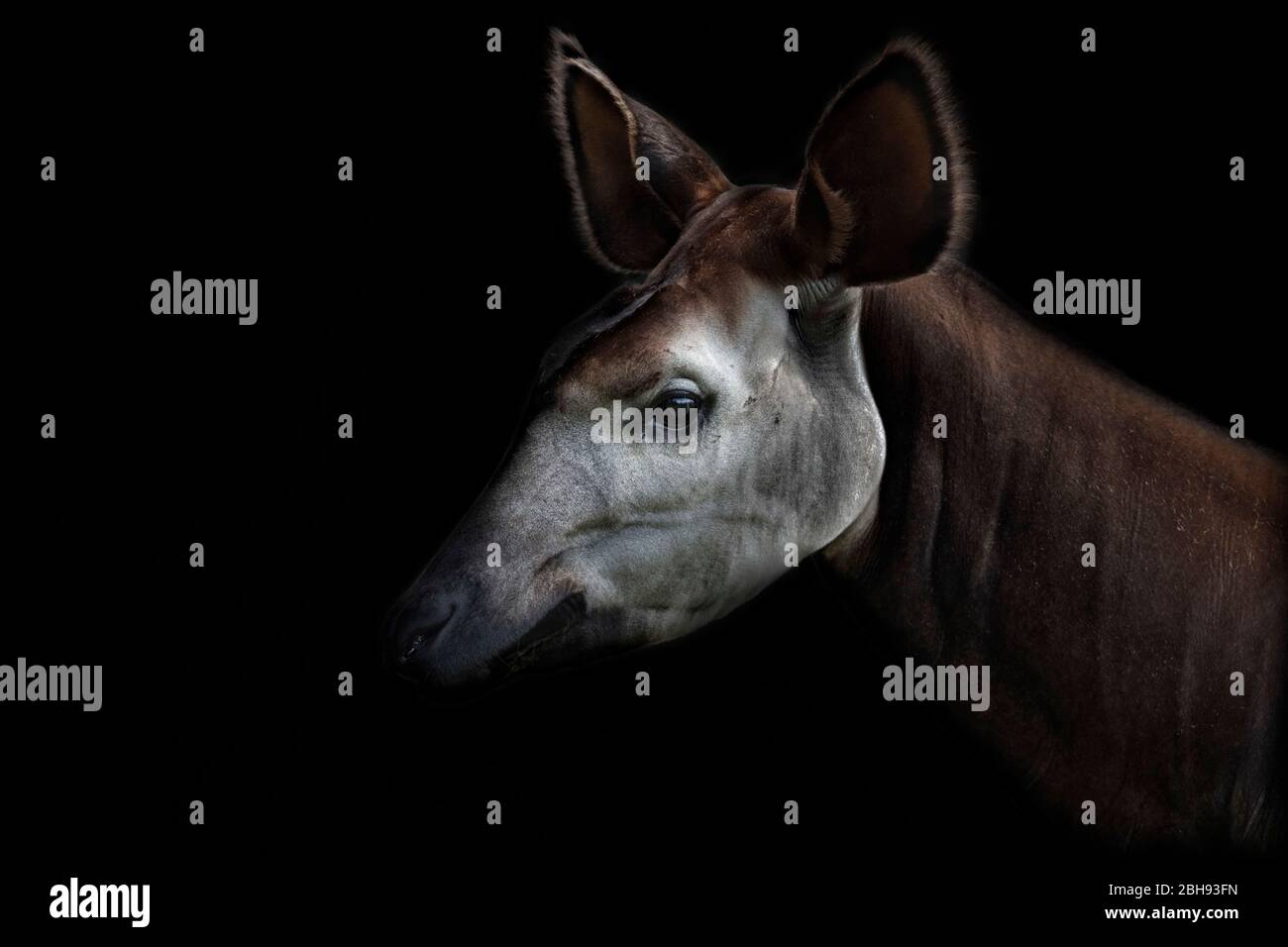 Okapi hi-res stock photography and images - Alamy