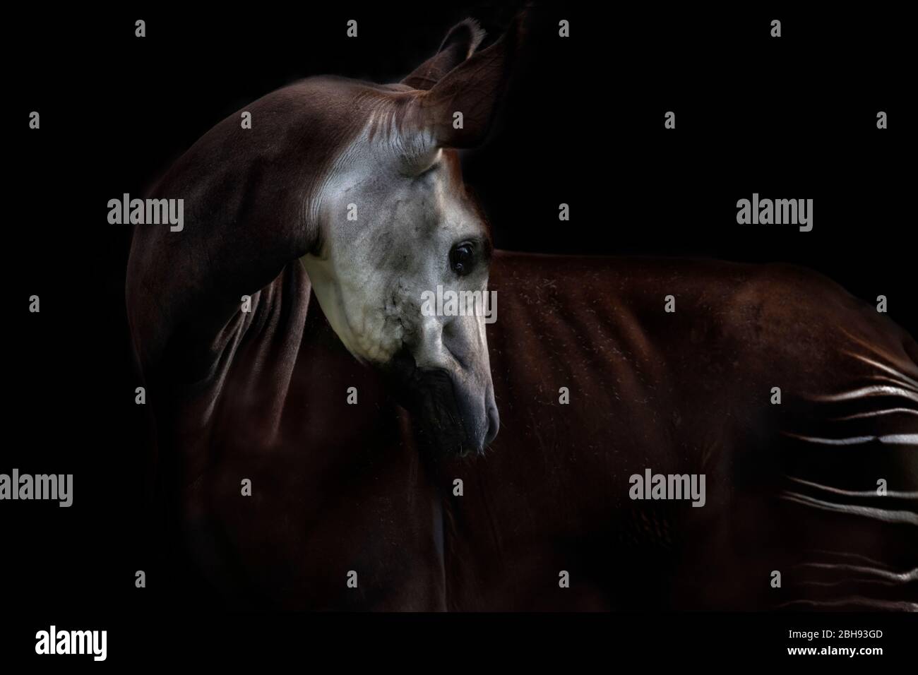 Okapi hi-res stock photography and images - Alamy