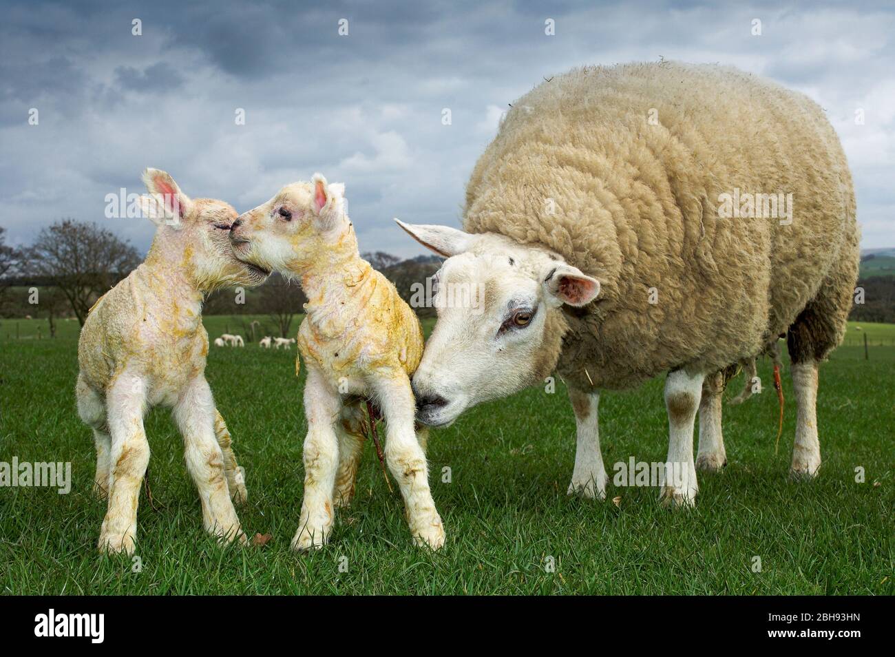 Wobbly steps hi-res stock photography and images - Alamy