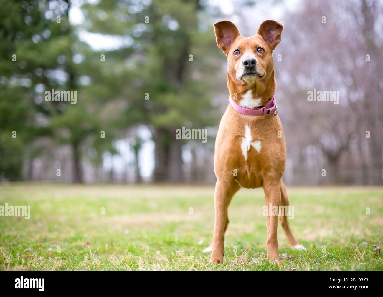 Large upright ears hi-res stock photography and images - Alamy