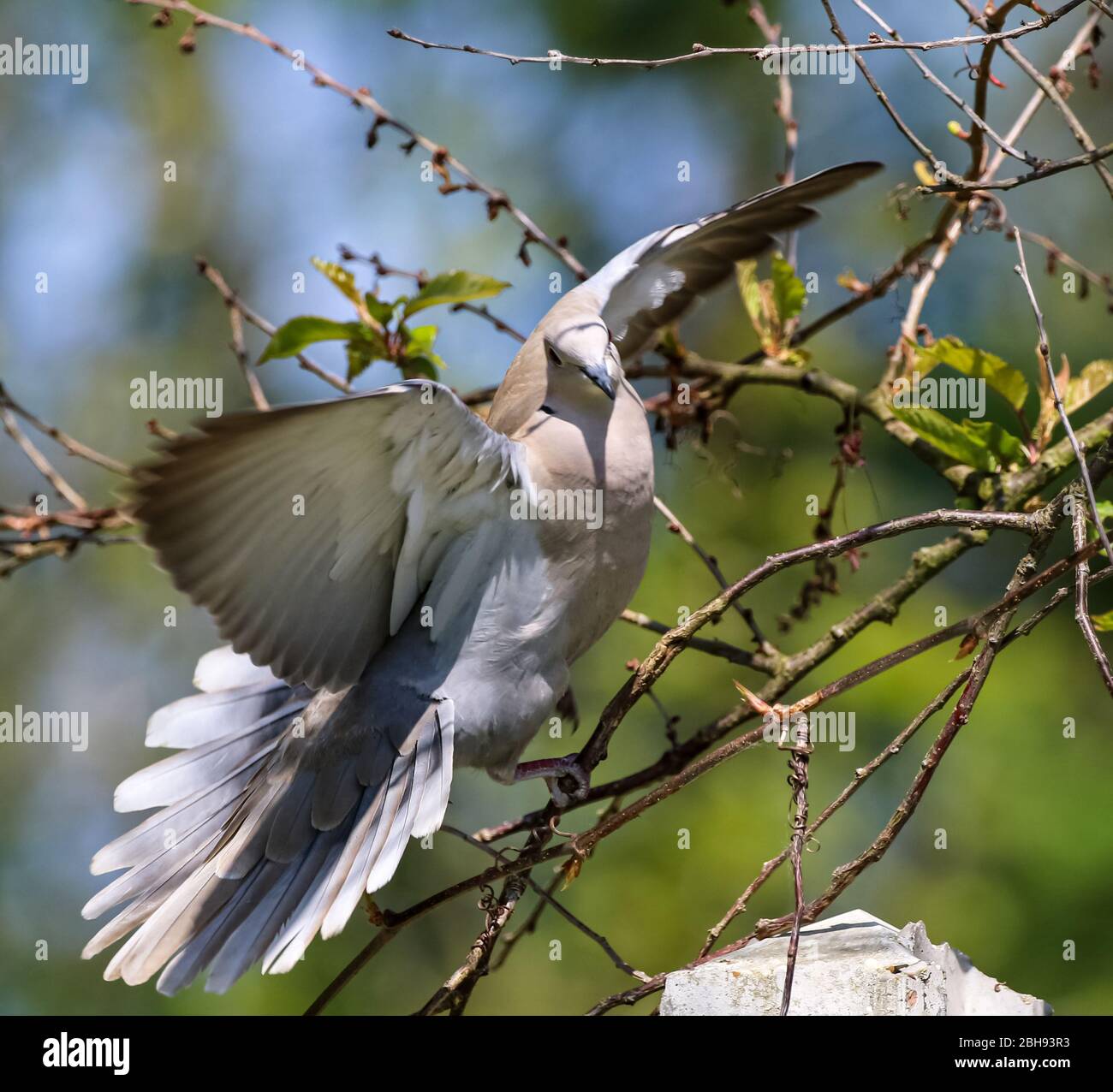 About To Fly Stock Photo - Alamy