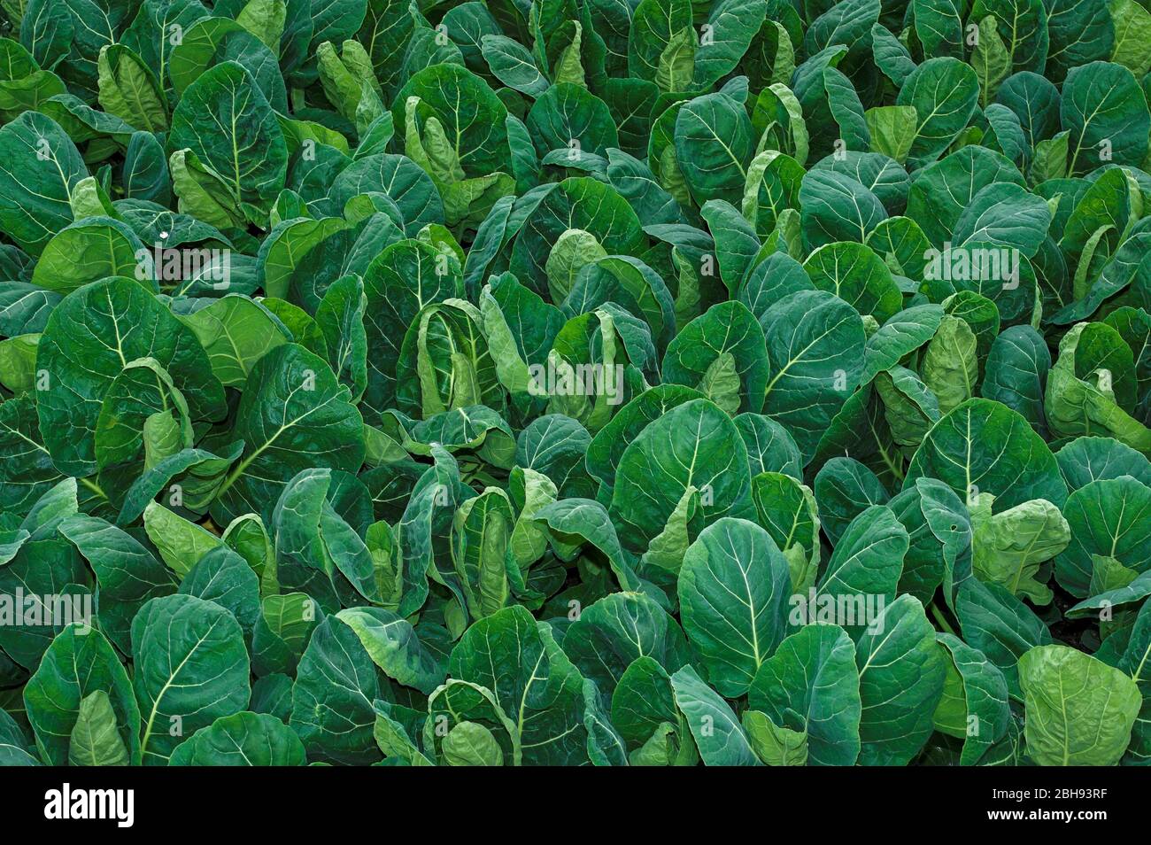 Organic Spring cabbage growing in an indoors production unit, North ...