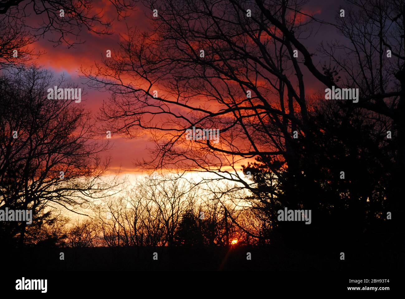 sunset through the trees in the woods Stock Photo - Alamy
