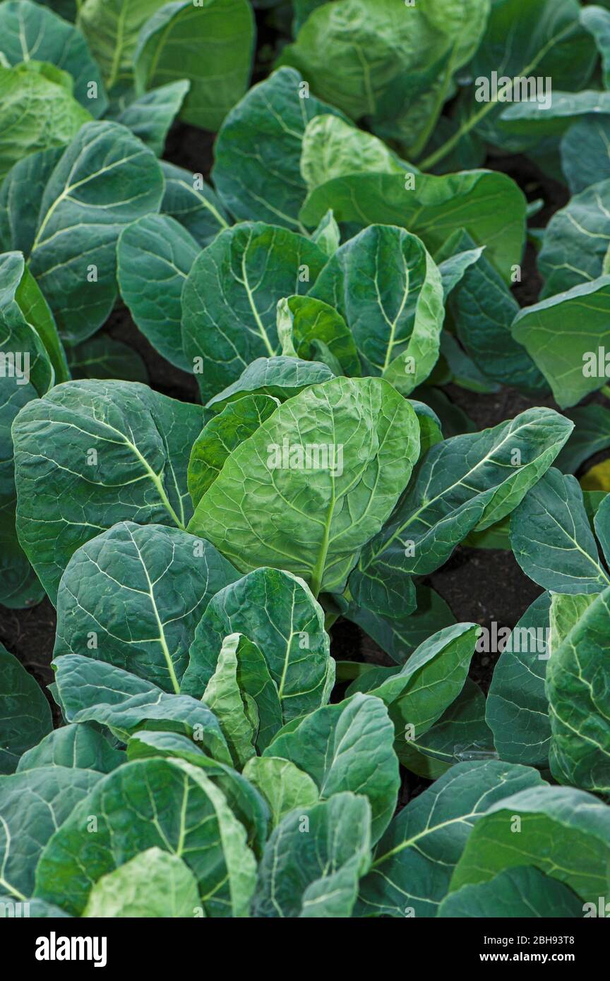 Organic Spring cabbage growing in an indoors production unit, North ...