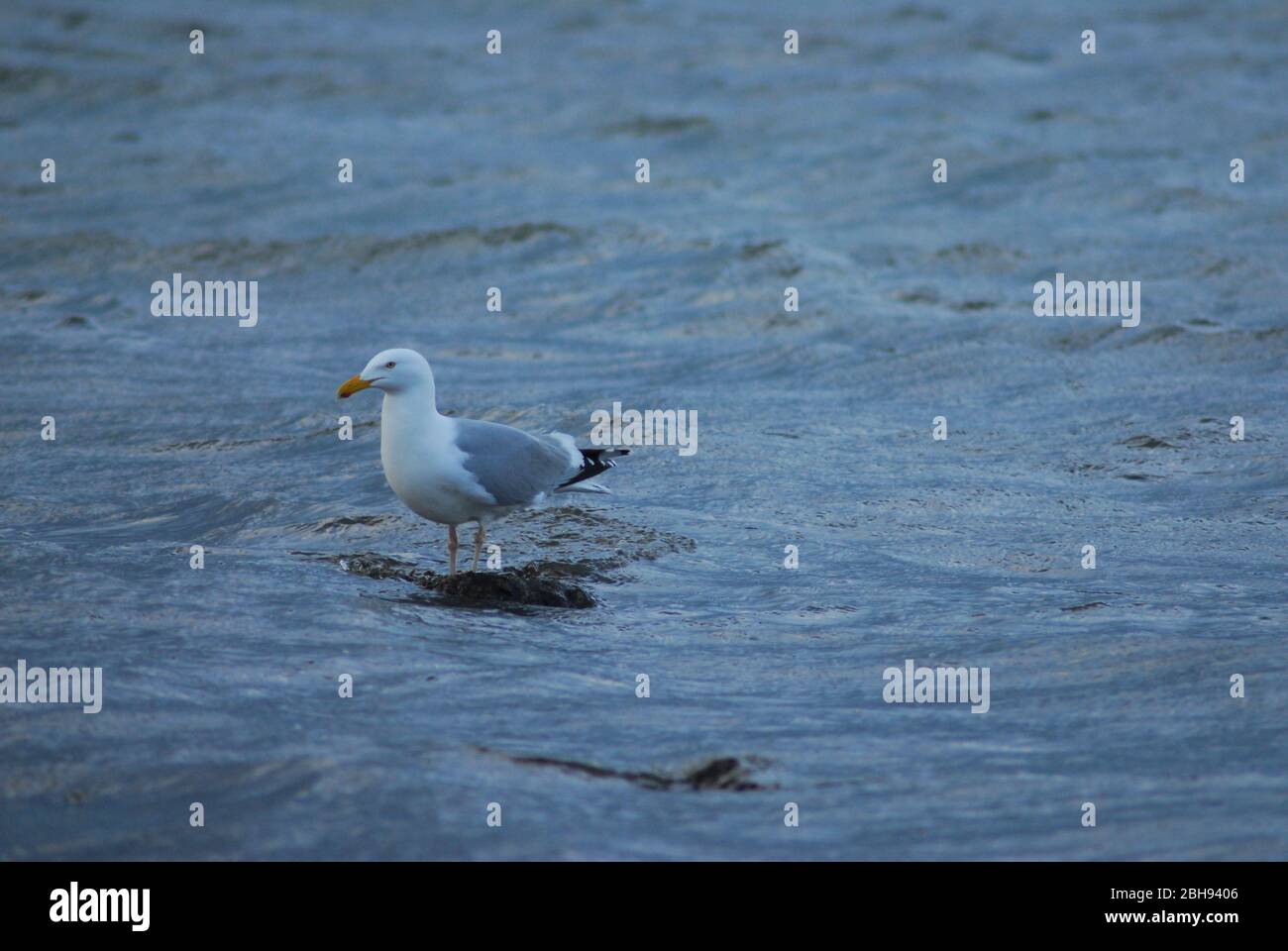 New york hamptons beach gull hi-res stock photography and images - Alamy