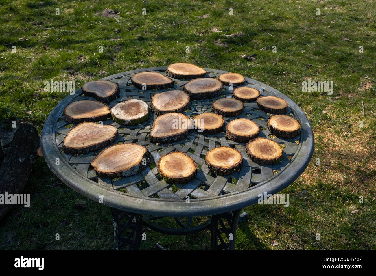 Tree cross sections hi-res stock photography and images - Alamy