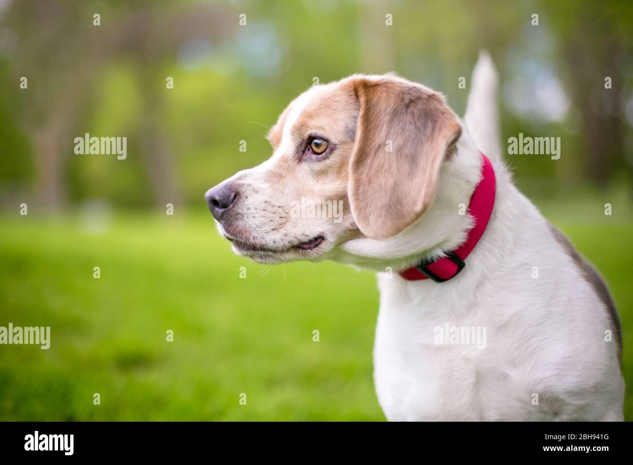 Beagle profile hi-res stock photography and images - Alamy