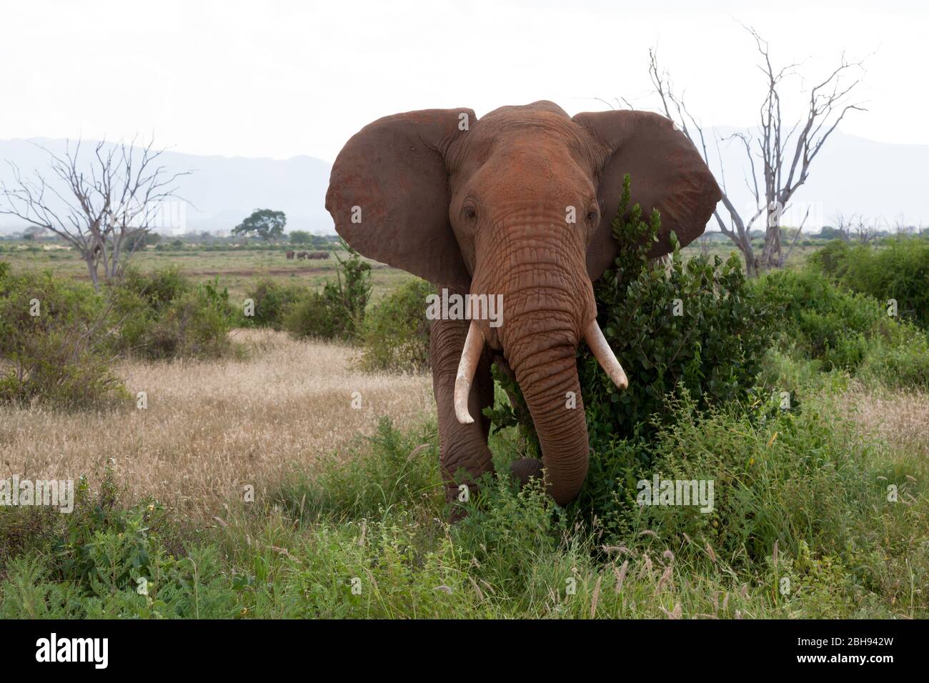 Big elephant hi-res stock photography and images - Alamy