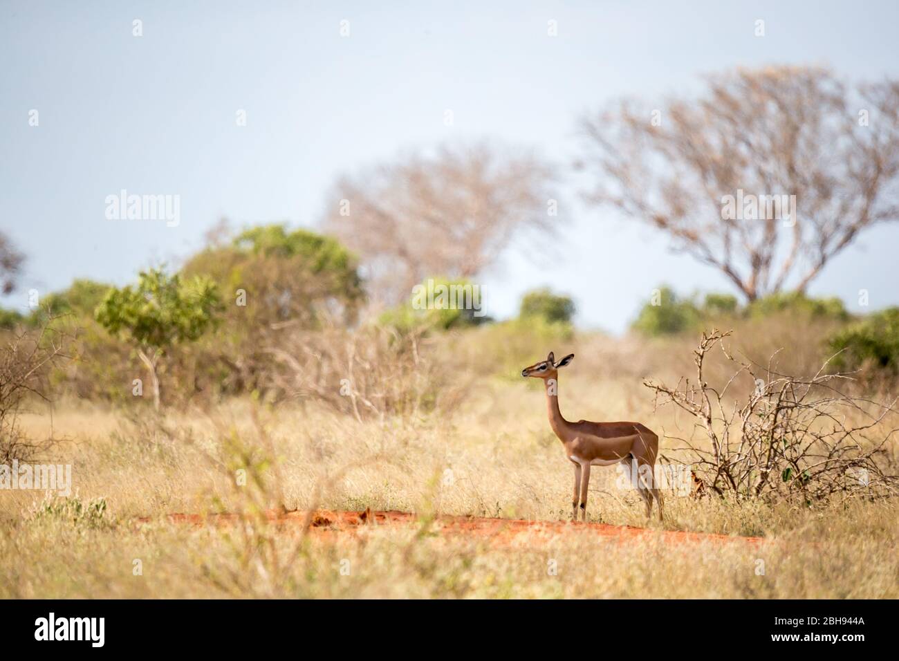 An antelope with a long neck is standing between the bush Stock Photo ...