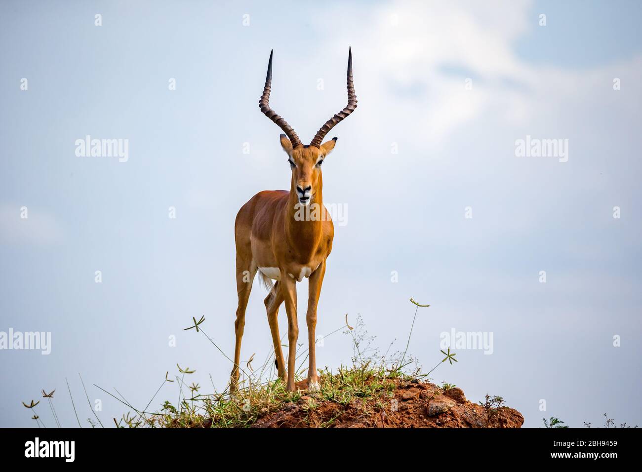 Antelope standing hi-res stock photography and images - Alamy