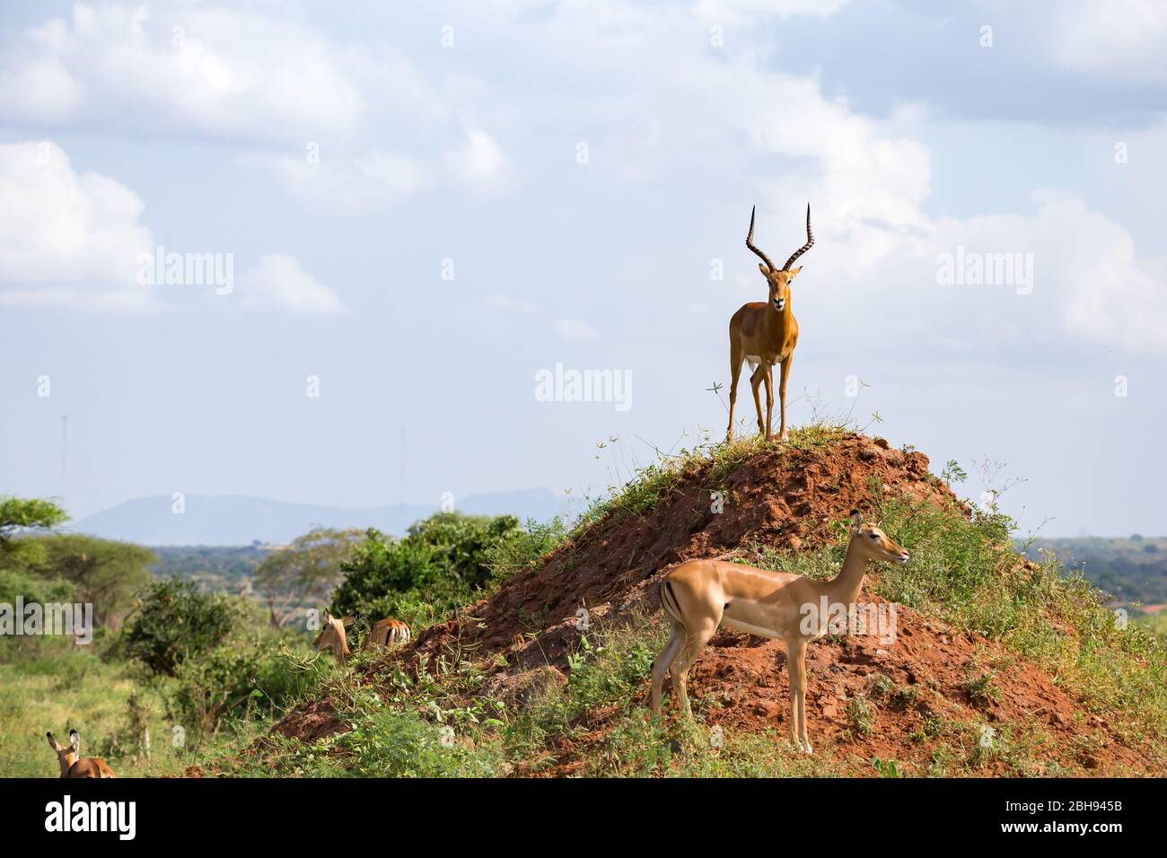 Antelope standing hi-res stock photography and images - Alamy