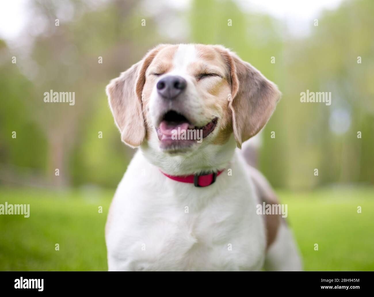 A Beagle dog with its eyes closed and a happy expression on its face ...