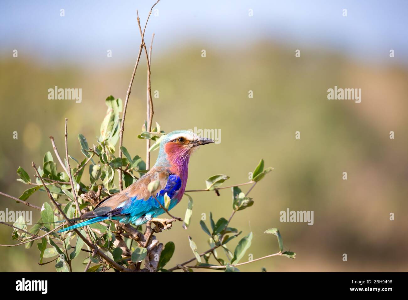 Colorfull Animal High Resolution Stock Photography and Images - Alamy