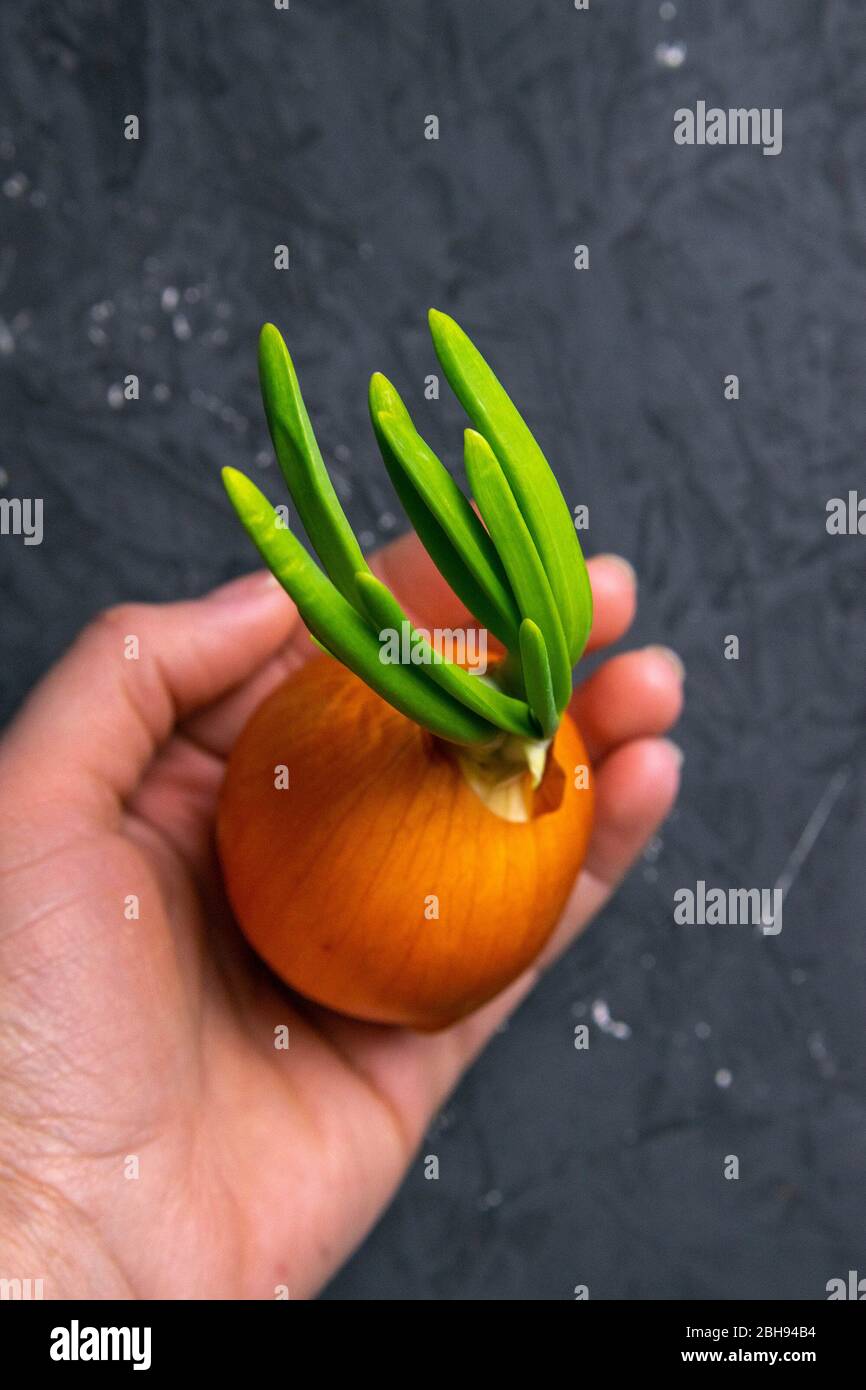 Cutting large onion female hands hi-res stock photography and images ...