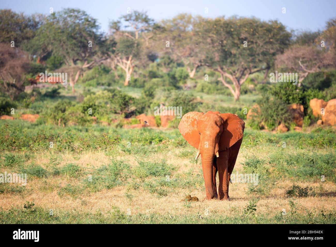 A big red elephant walks through the savannah between many plants Stock ...