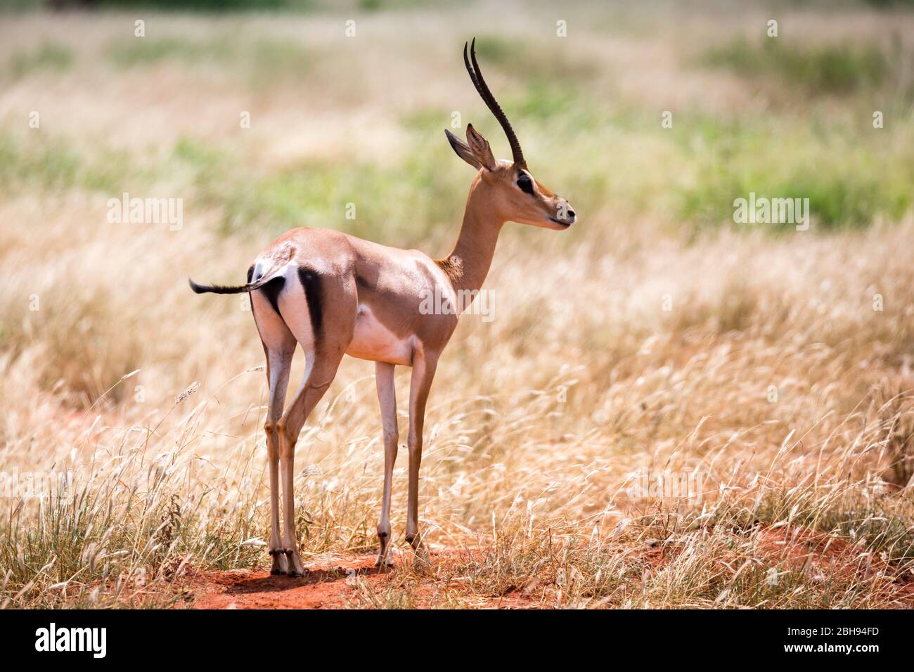 Antelope in grassland hi-res stock photography and images - Alamy