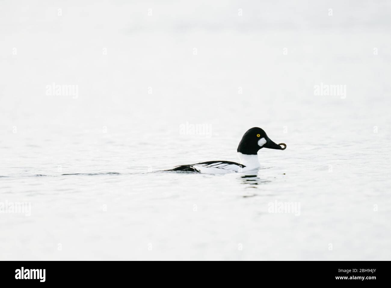 Fish eating duck hi-res stock photography and images - Alamy