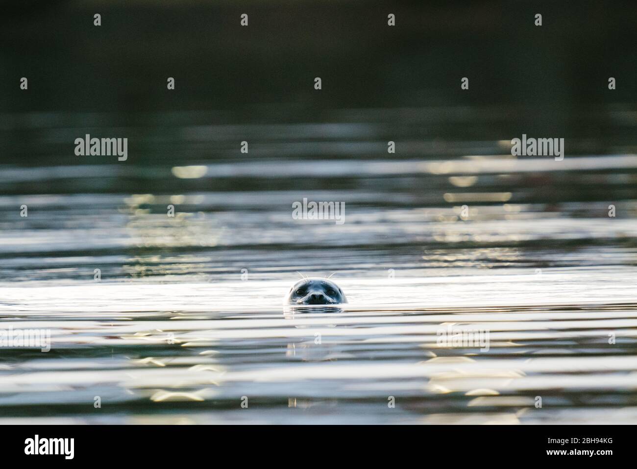Straight on view of a harbor seal near Seattle, Washington Stock Photo ...