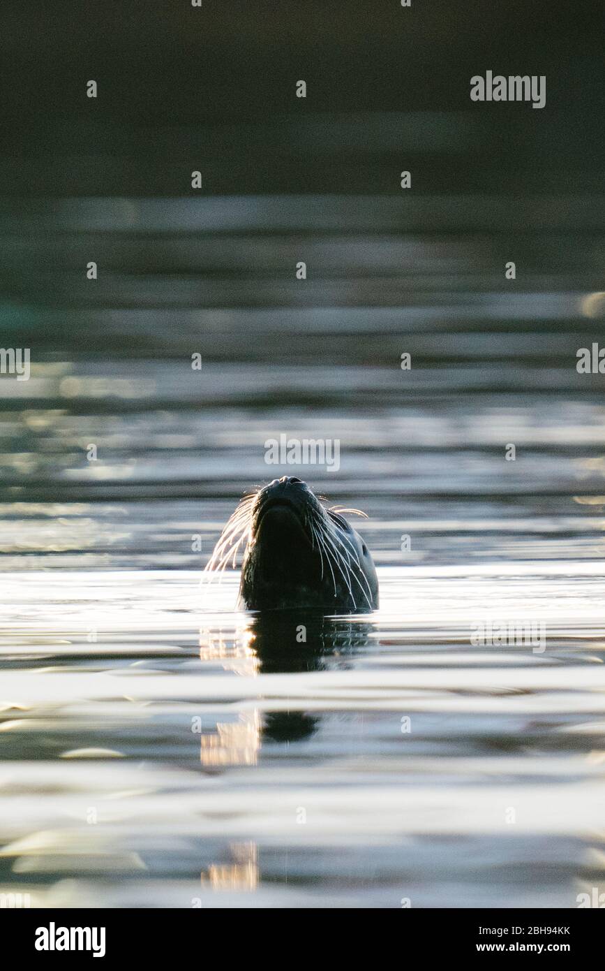 Closeup portrait of a harbor seal looking up from the water Stock Photo ...