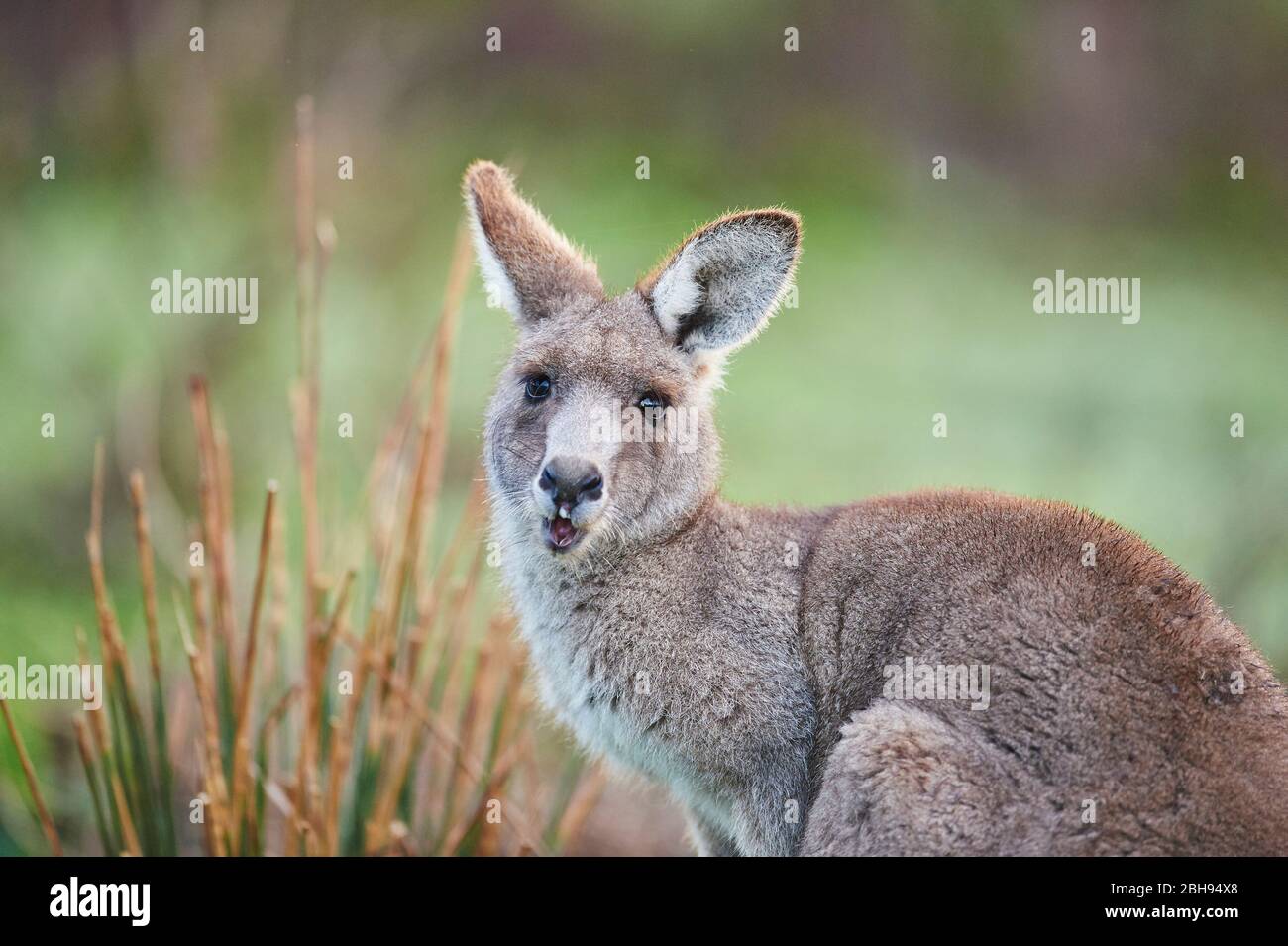 Eastern Gray Kangaroo (Macropus giganteus), meadow, frontal, standing ...