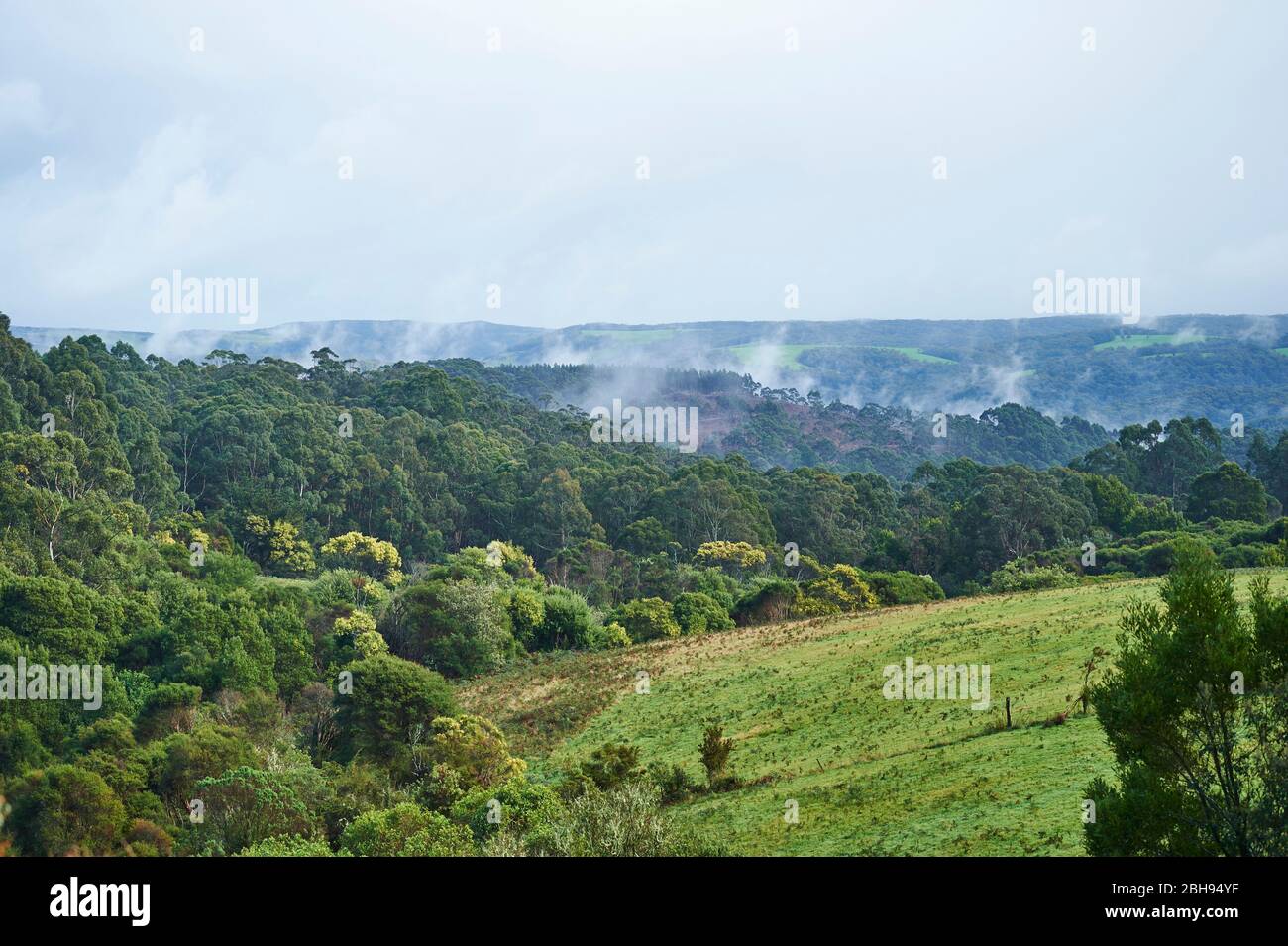Landscape, Rainforest, Great Otway National Park, Victoria, Australia ...
