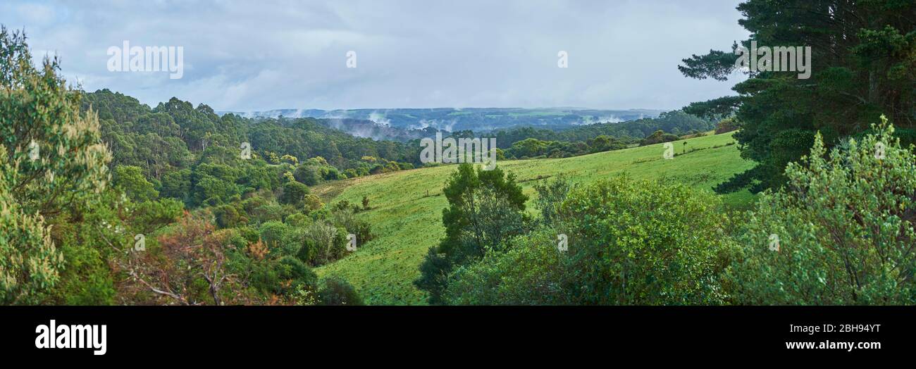 Landscape, Rainforest, Great Otway National Park, Victoria, Australia ...