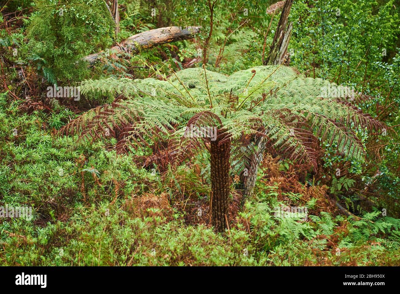 Australian tree fern (Dicksonia antarctica), landscape, forest, Great ...