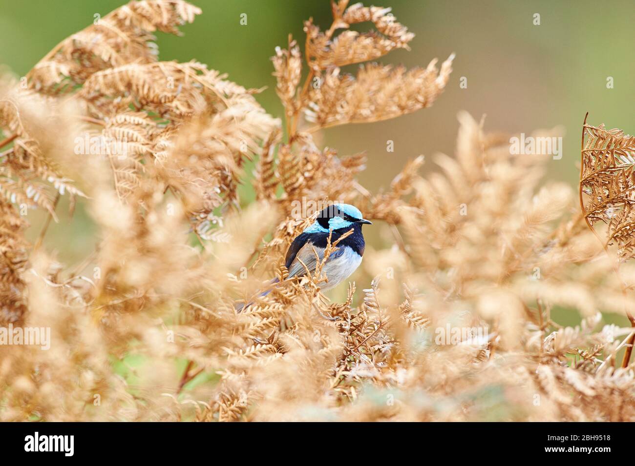 blue wren (Malurus cyaneus), male, fern, sideways, sitting Stock Photo ...