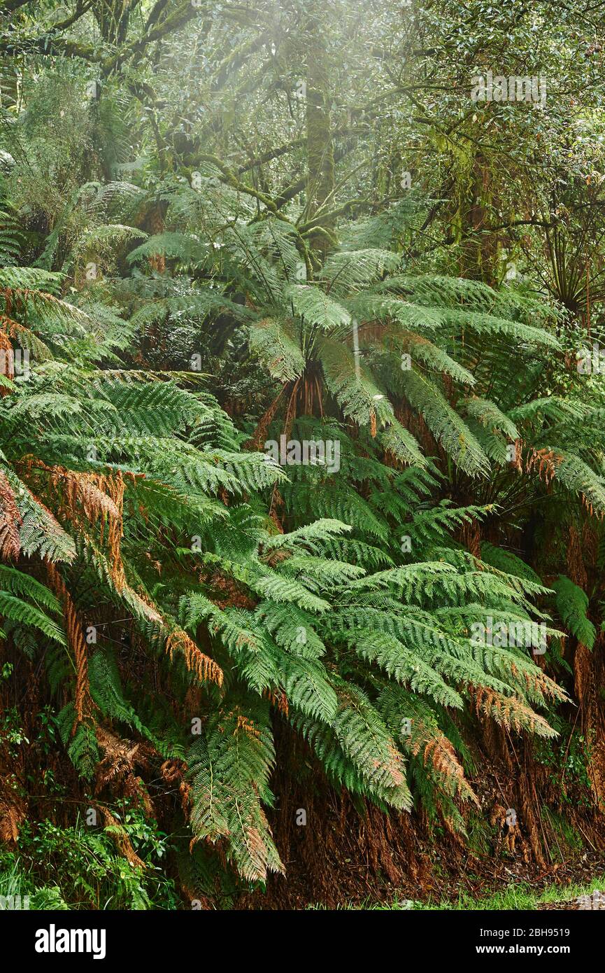 Landscape, Forest, Great Otway National Park, Victoria, Australia ...
