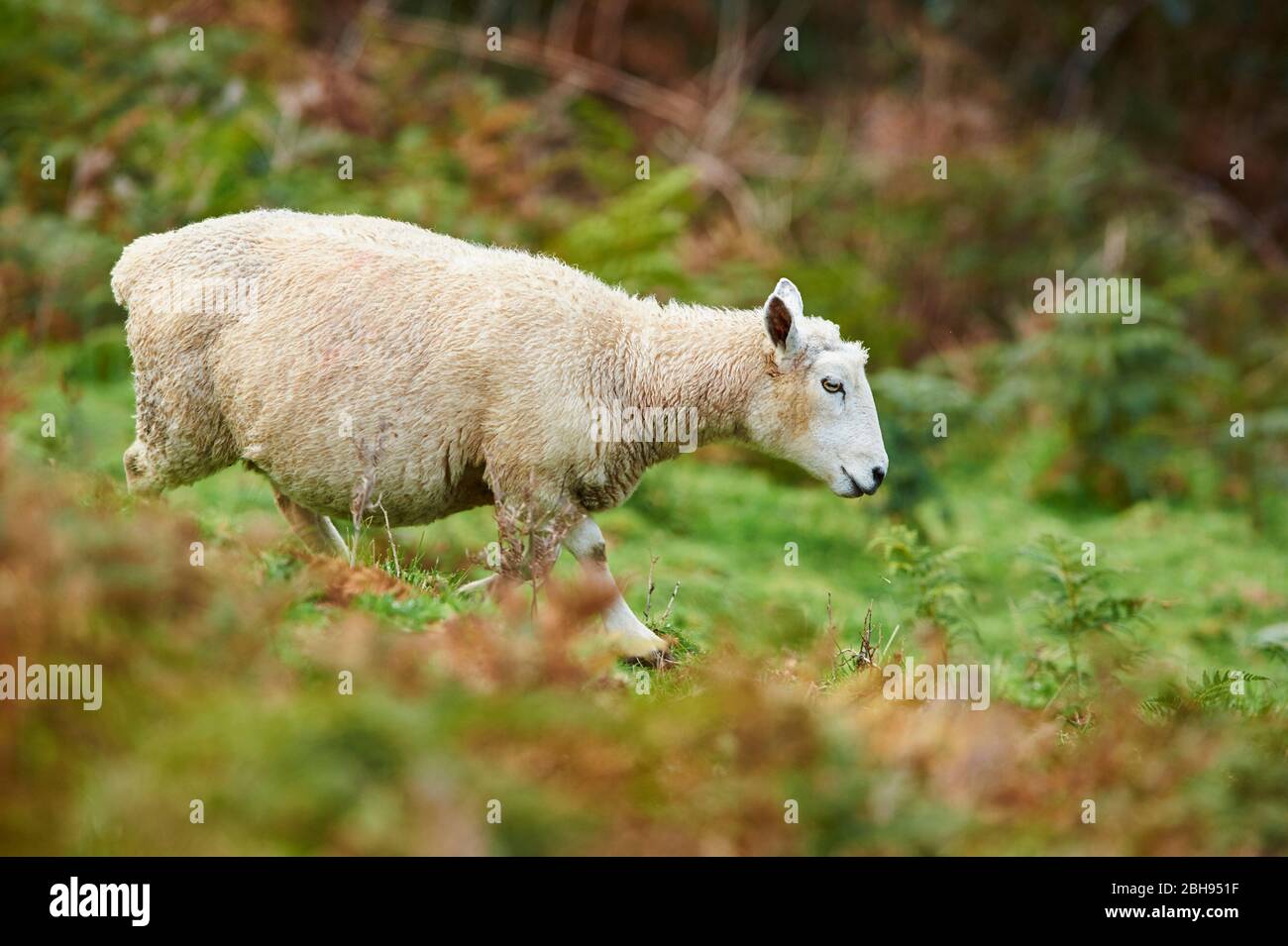 Ovis aries merino sheep hi-res stock photography and images - Alamy