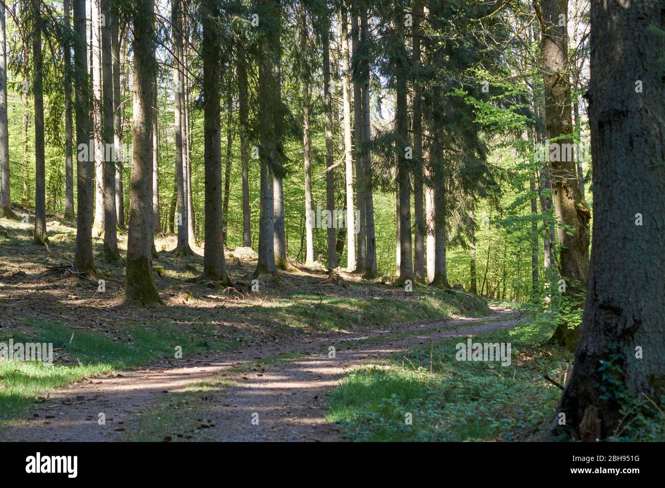 Spring hike on a forest path in the green Eifel, Germany Stock Photo ...