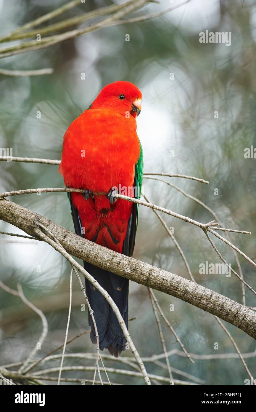 Australian king parrot (Alisterus scapularis), male, tree, branch ...