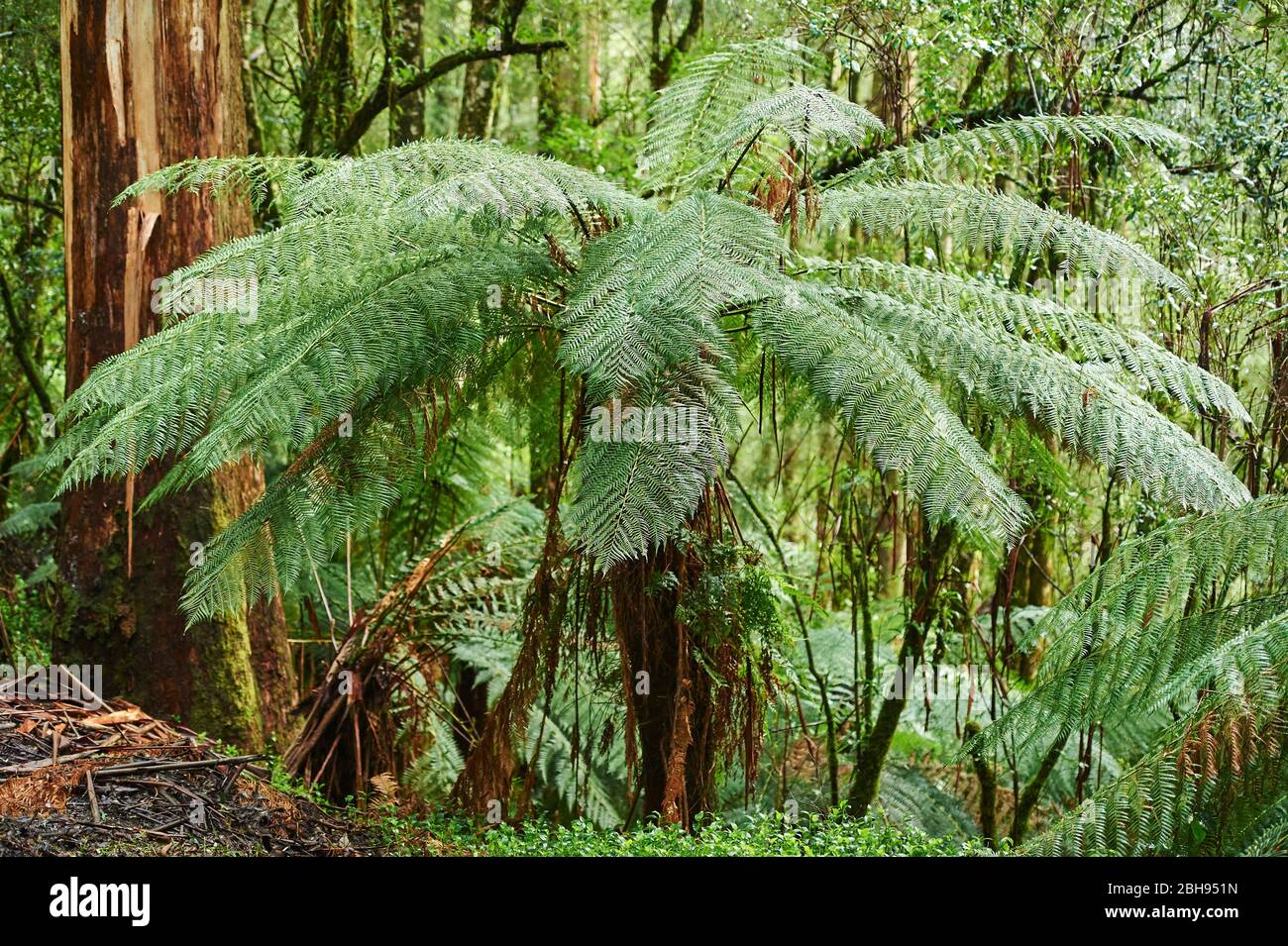 Fern tree winter protection hi-res stock photography and images - Alamy