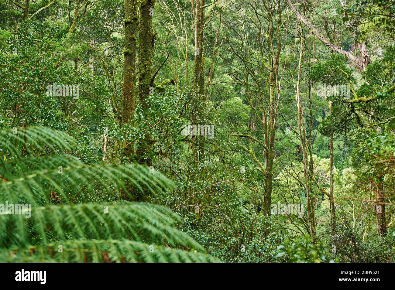 Landscape, Rainforest, Great Otway National Park, Victoria, Australia ...