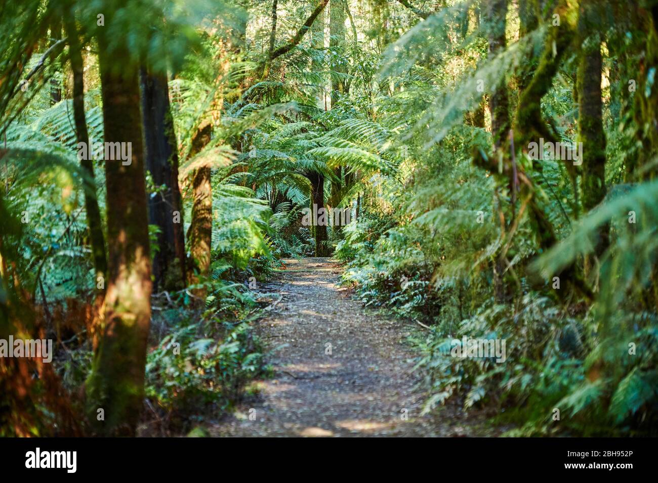 Fern tree winter protection hi-res stock photography and images - Alamy