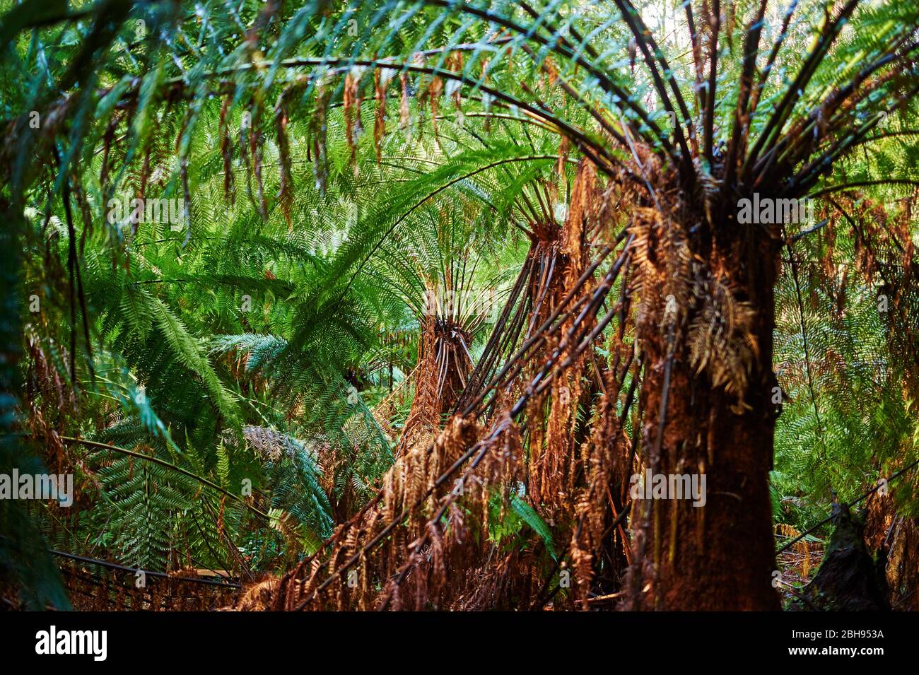Australian forest landscape hi-res stock photography and images - Alamy