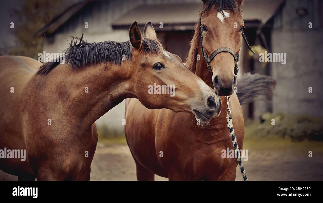 Portrait of two red sports horses with a white star in his forehead on ...