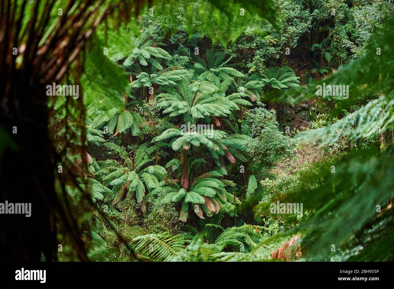 Australian forest landscape hi-res stock photography and images - Alamy
