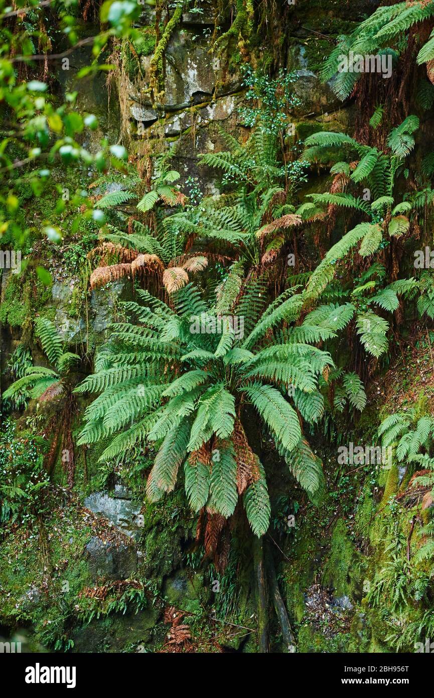 Australian tree fern (Dicksonia antarctica), landscape, forest, Great ...