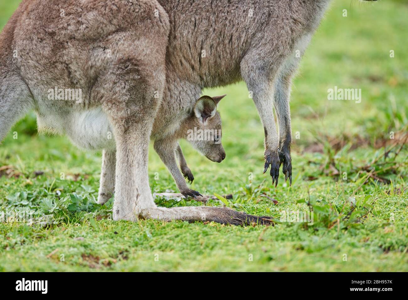 Eastern gray giant kangaroo (Macropus giganteus), mother with young in ...
