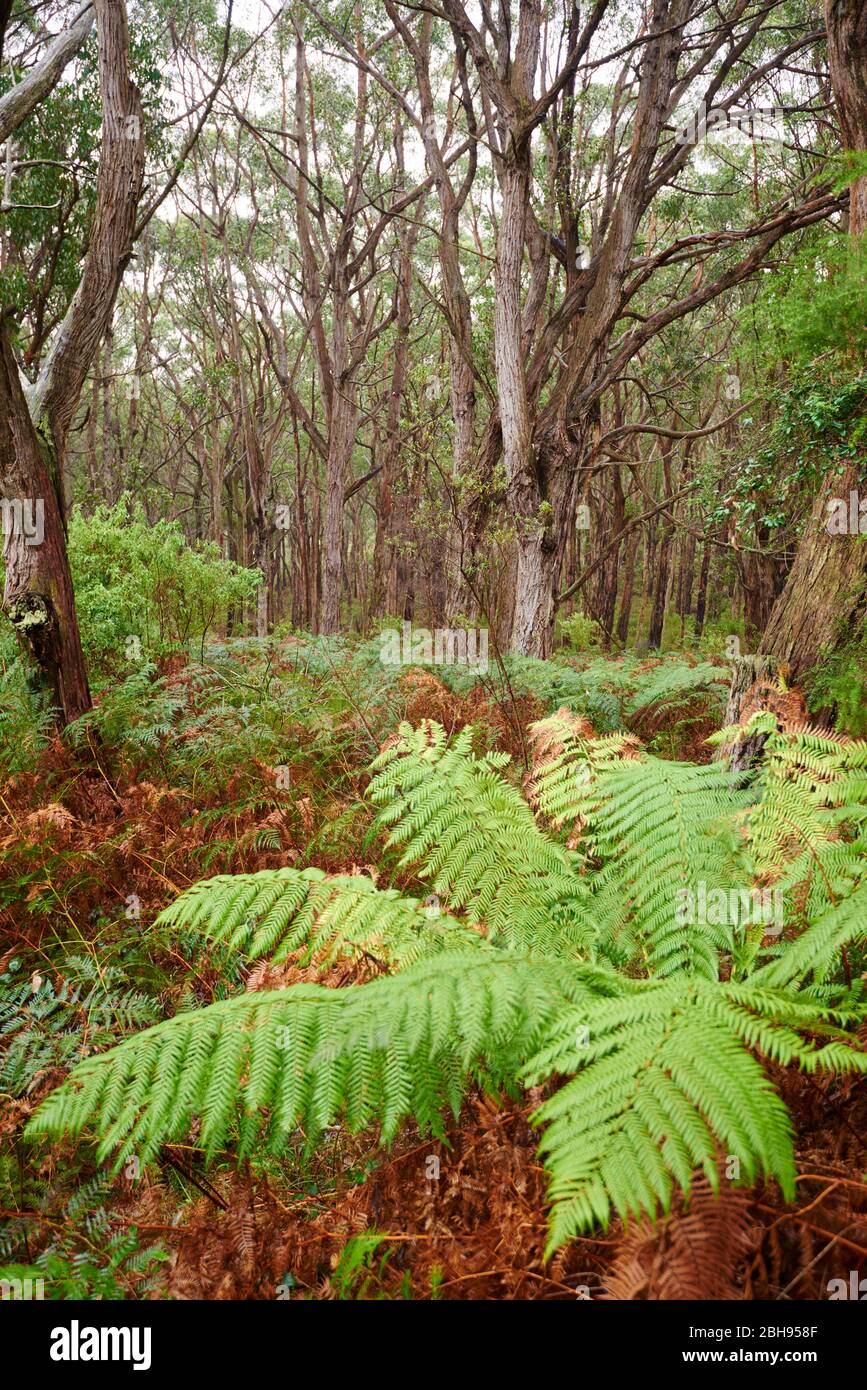 Landscape, Rainforest, Great Otway National Park, Victoria, Australia ...
