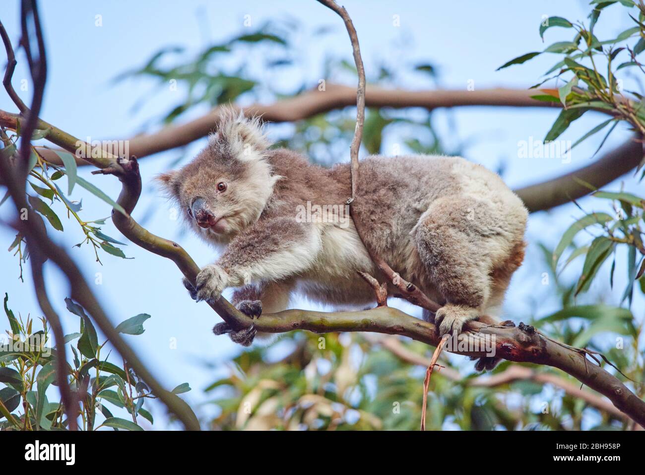 Koala eucalyptus tree hi-res stock photography and images - Alamy