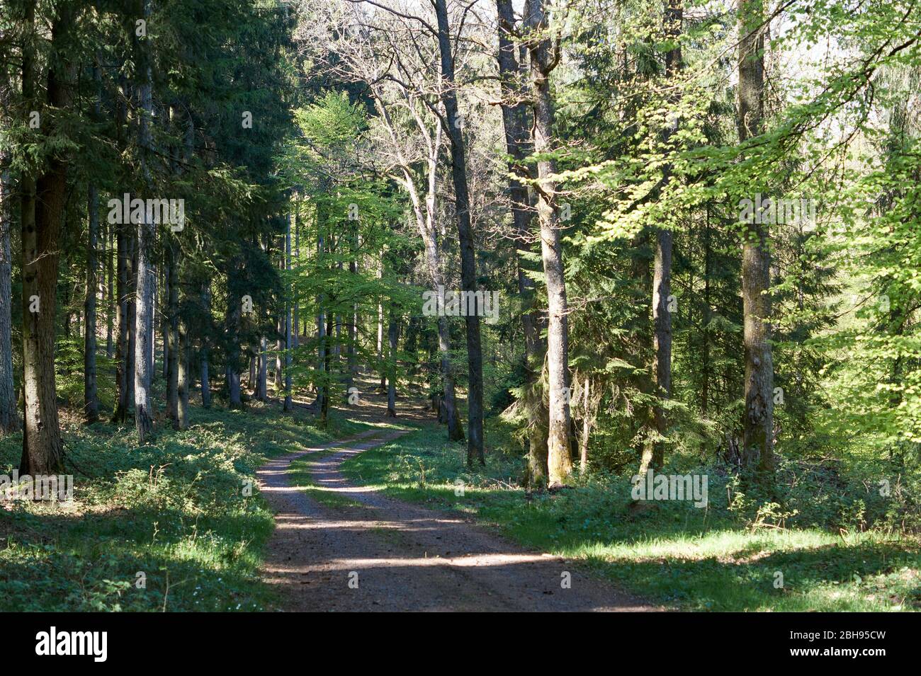 Spring hike on a forest path in the green Eifel, Germany Stock Photo ...