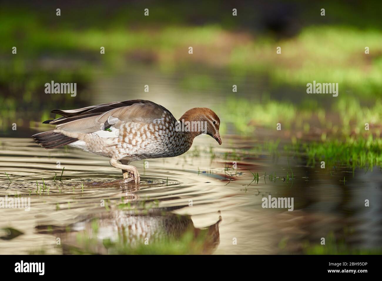 Maned goose (Chenonetta jubata), female, puddle, sideways, standing ...