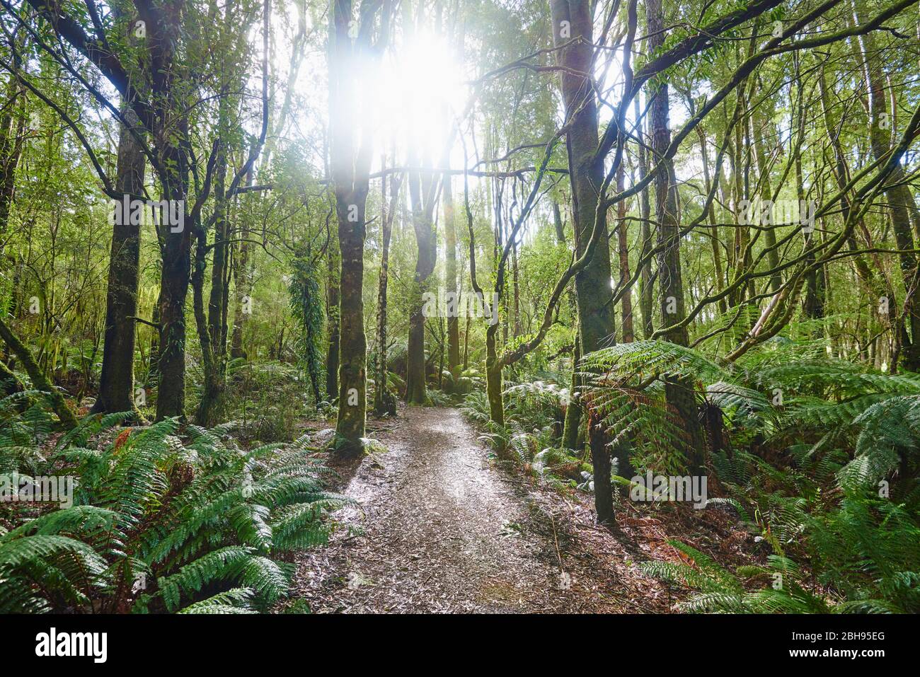 Landscape, Rainforest, sunlight, Great Otway National Park, Victoria ...