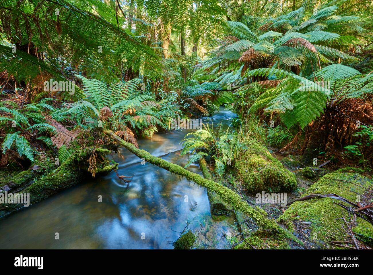 Australia victoria forest hi-res stock photography and images - Alamy