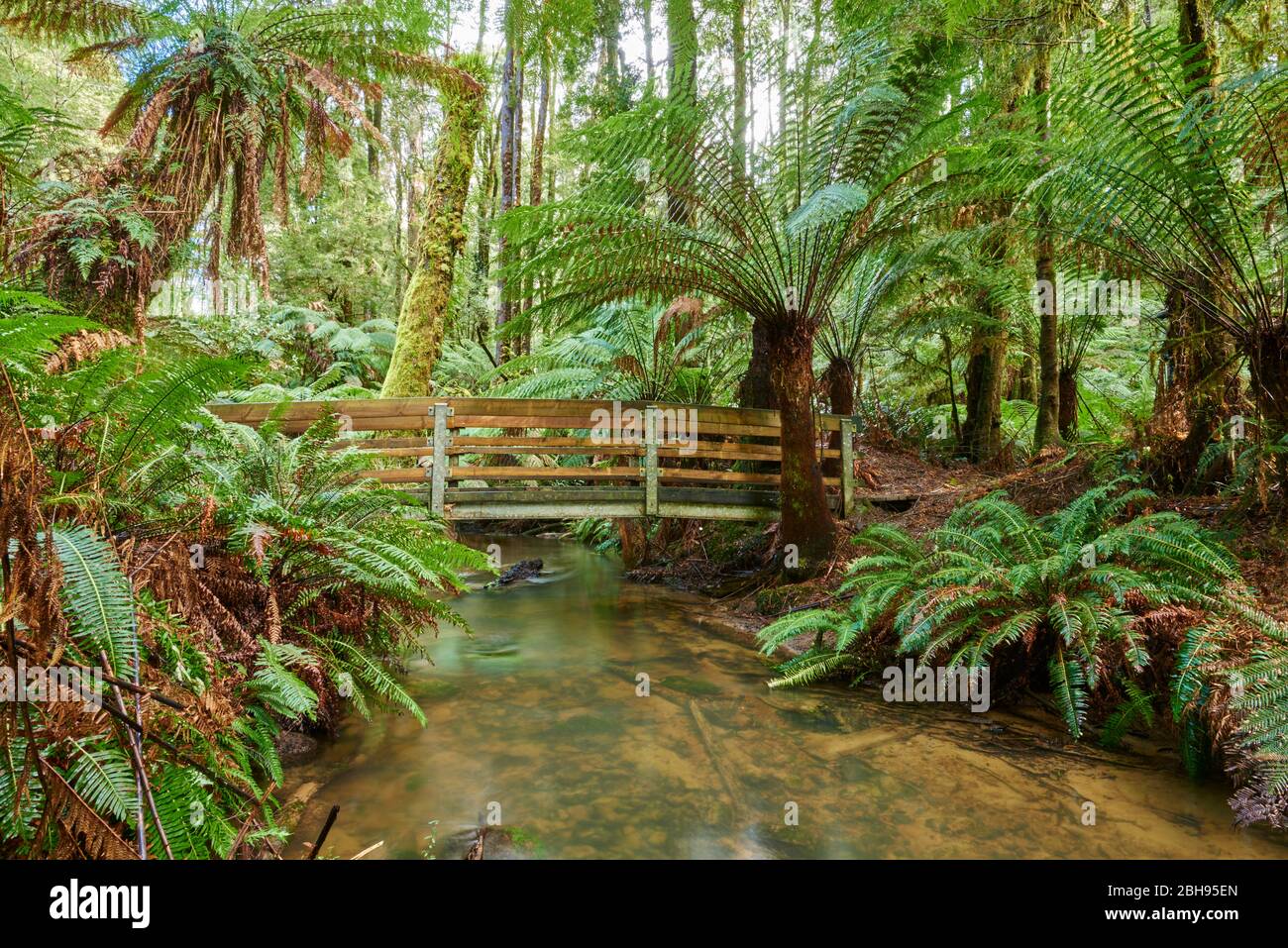 Rain rainforest bridge wood hi-res stock photography and images - Alamy