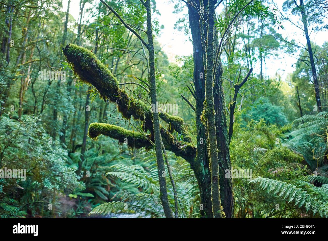 Landscape, Rainforest, Great Otway National Park, Victoria, Australia ...