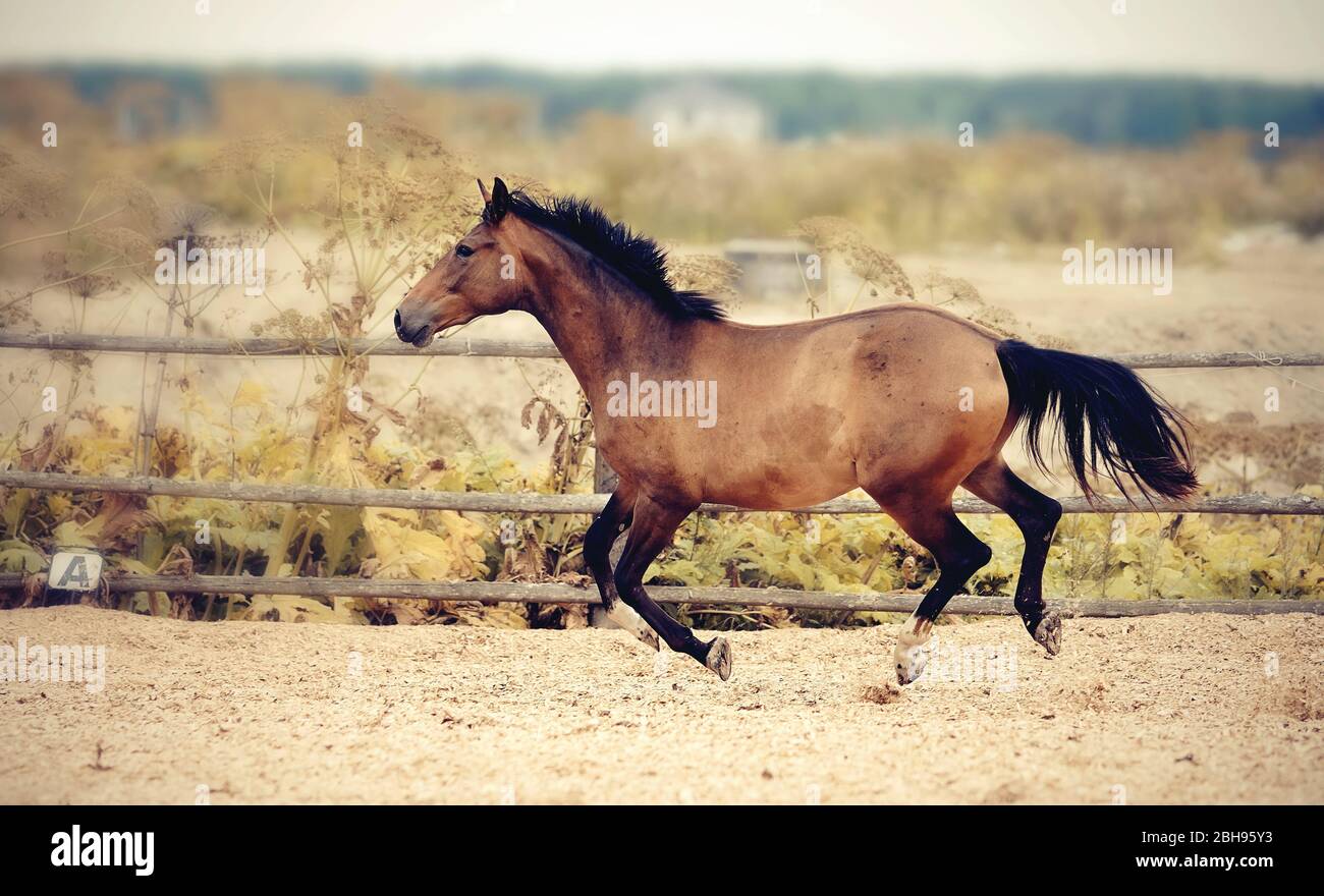 Collage Dun Horse Running The Dun Dilution Factor | Equus Ferus Wild